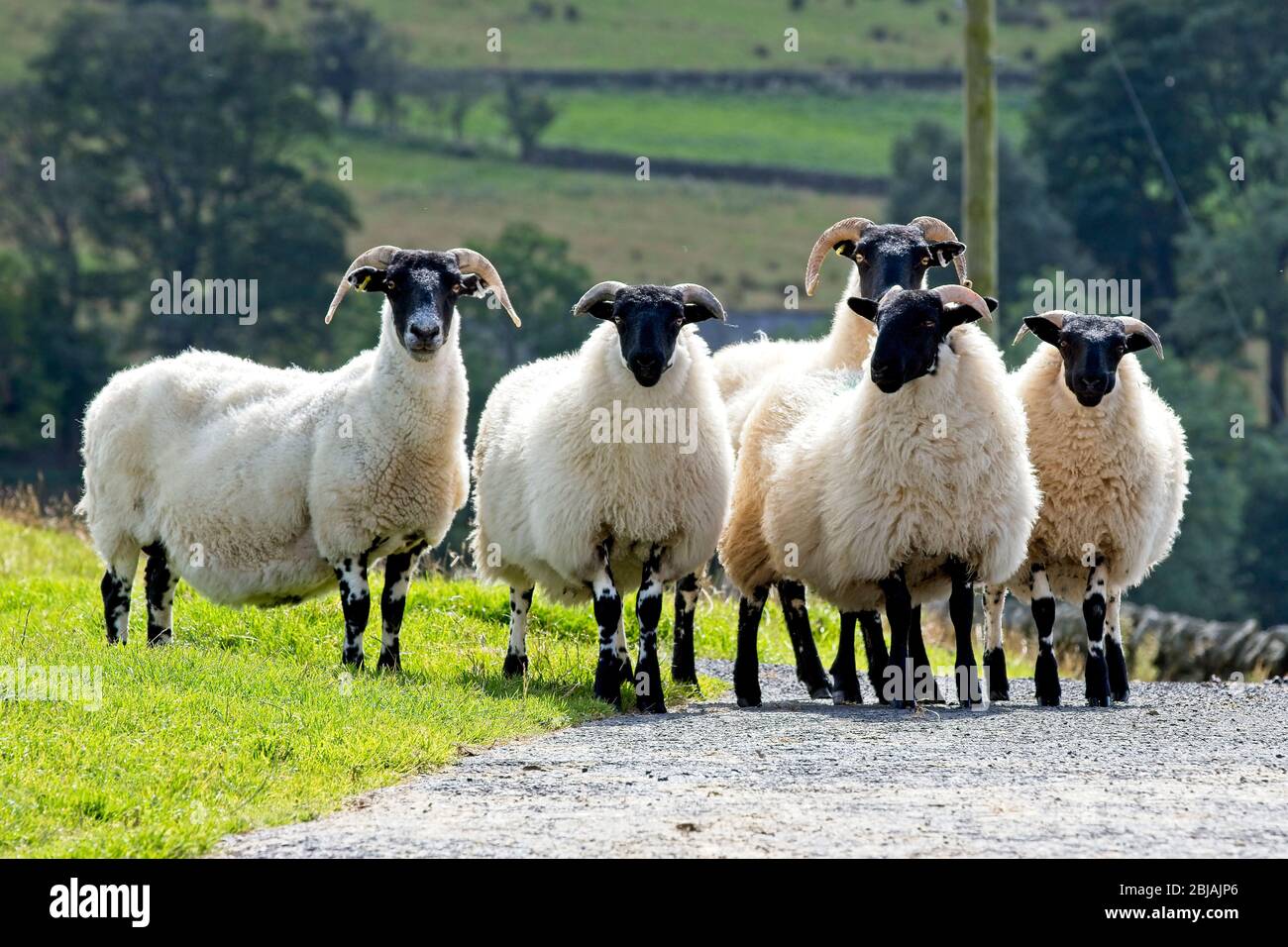 Animal borders hi-res stock photography and images - Alamy