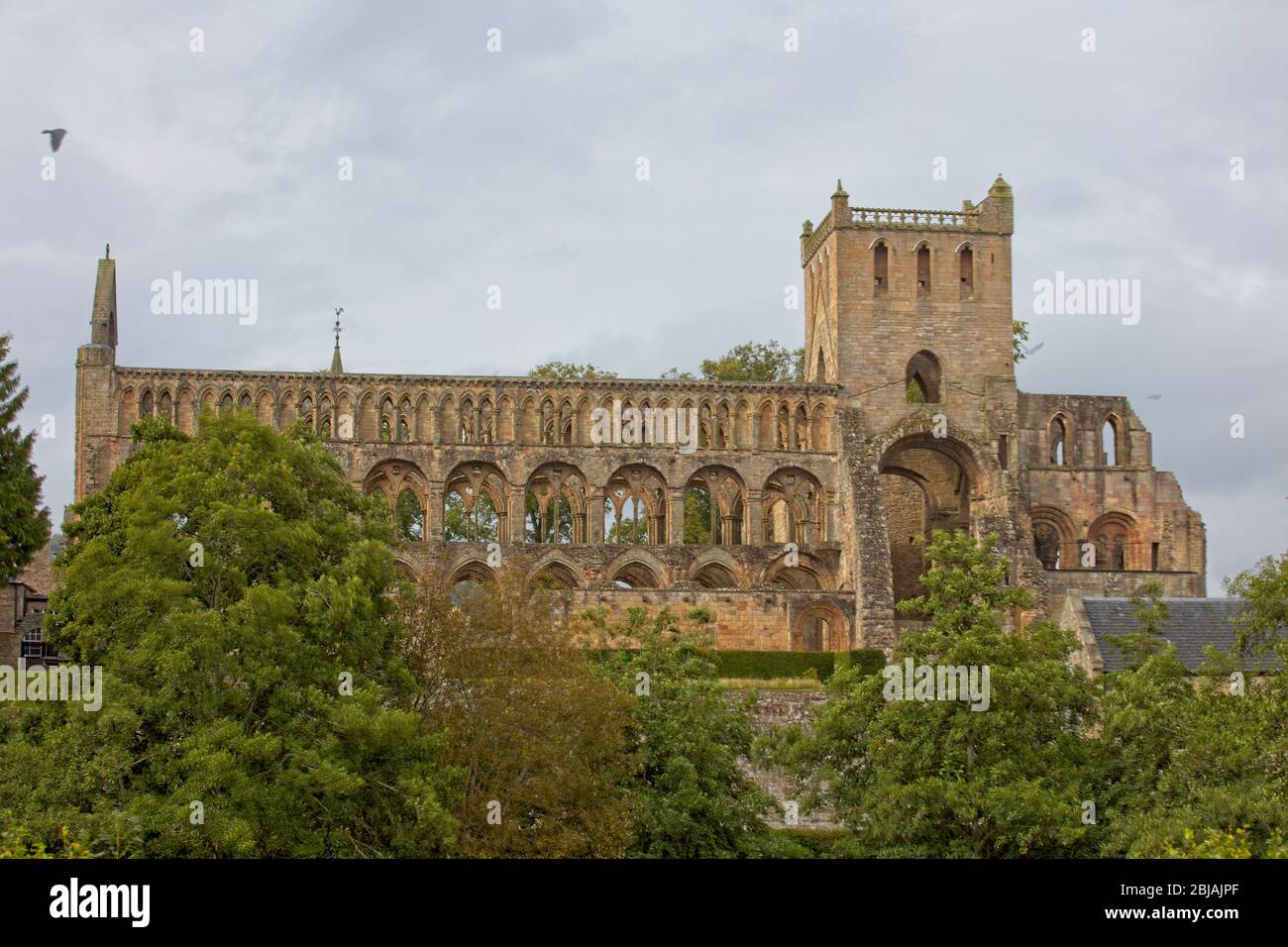 The ruins of the 12th century Jedburgh Abbey above the river, Jed Water ...