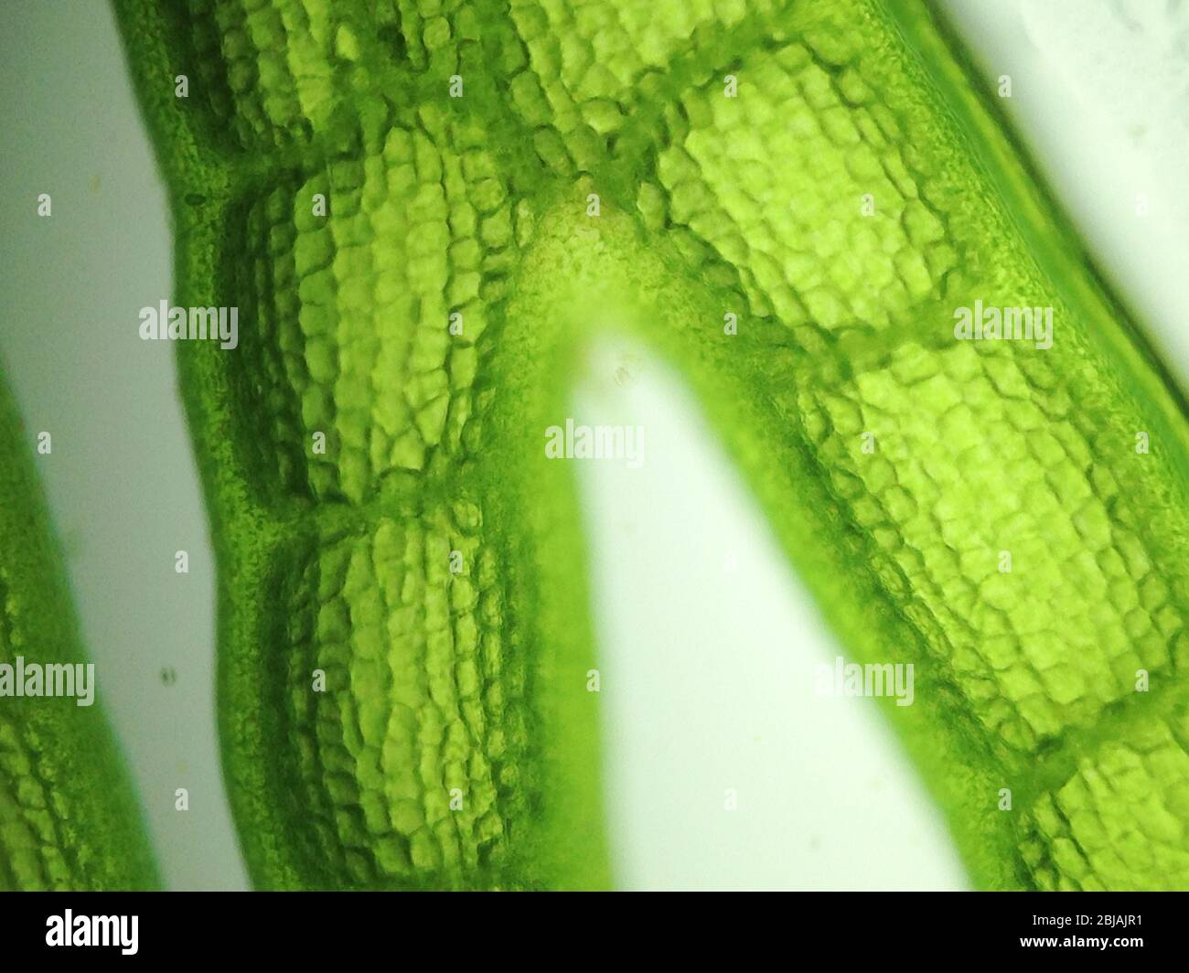 Beautiful zoom microorganism algae cell Stock Photo - Alamy