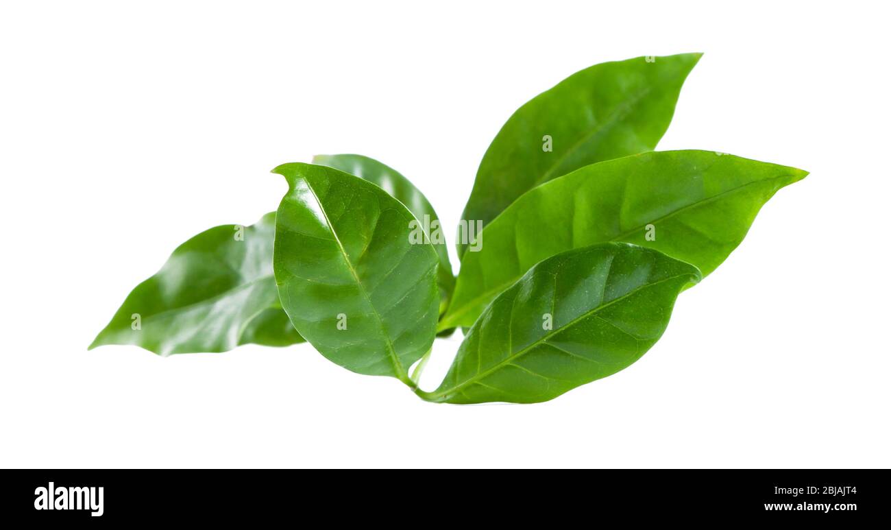Green coffee leaves, isolated on white Stock Photo - Alamy