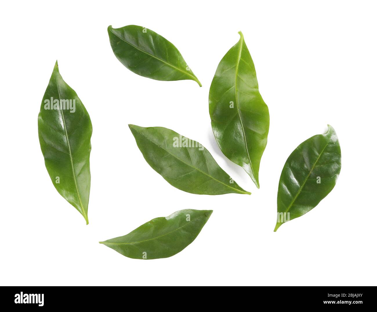 Green coffee leaves isolated on hi-res stock photography and images - Alamy