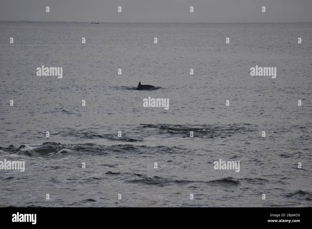 A Dolphin close to the Mermaid of the North, Balintore, Scotland Stock ...