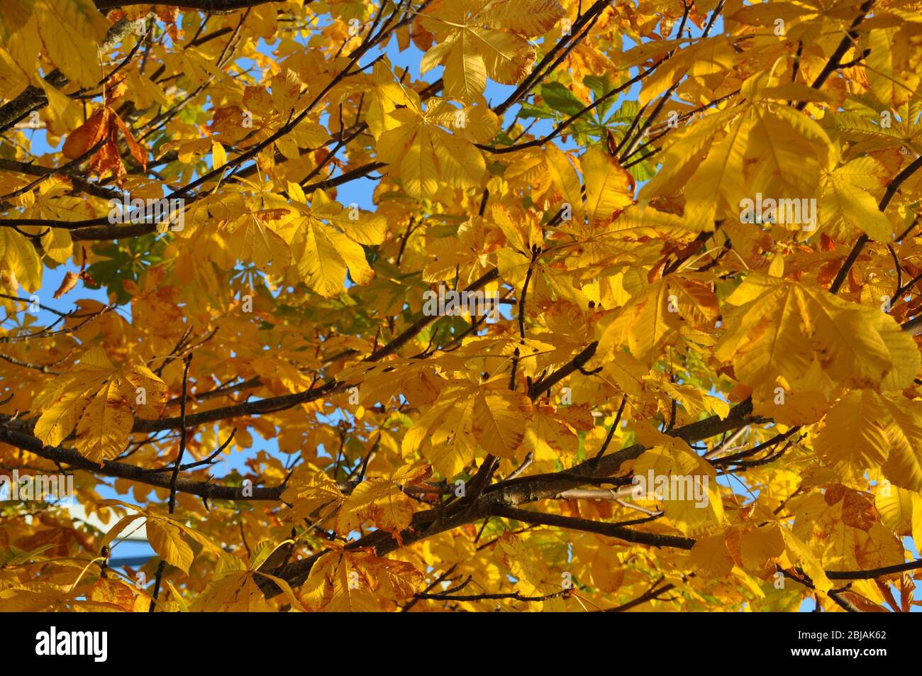Autumn Leaves, Bonar Bridge, Caithness and Sutherland, Scottish ...