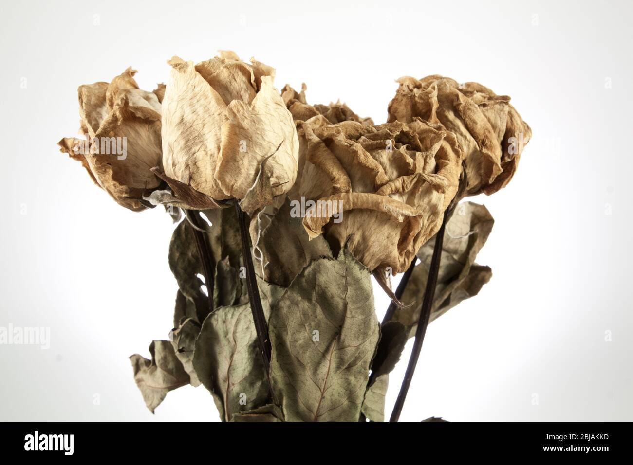 dried rose isolate on white Stock Photo - Alamy