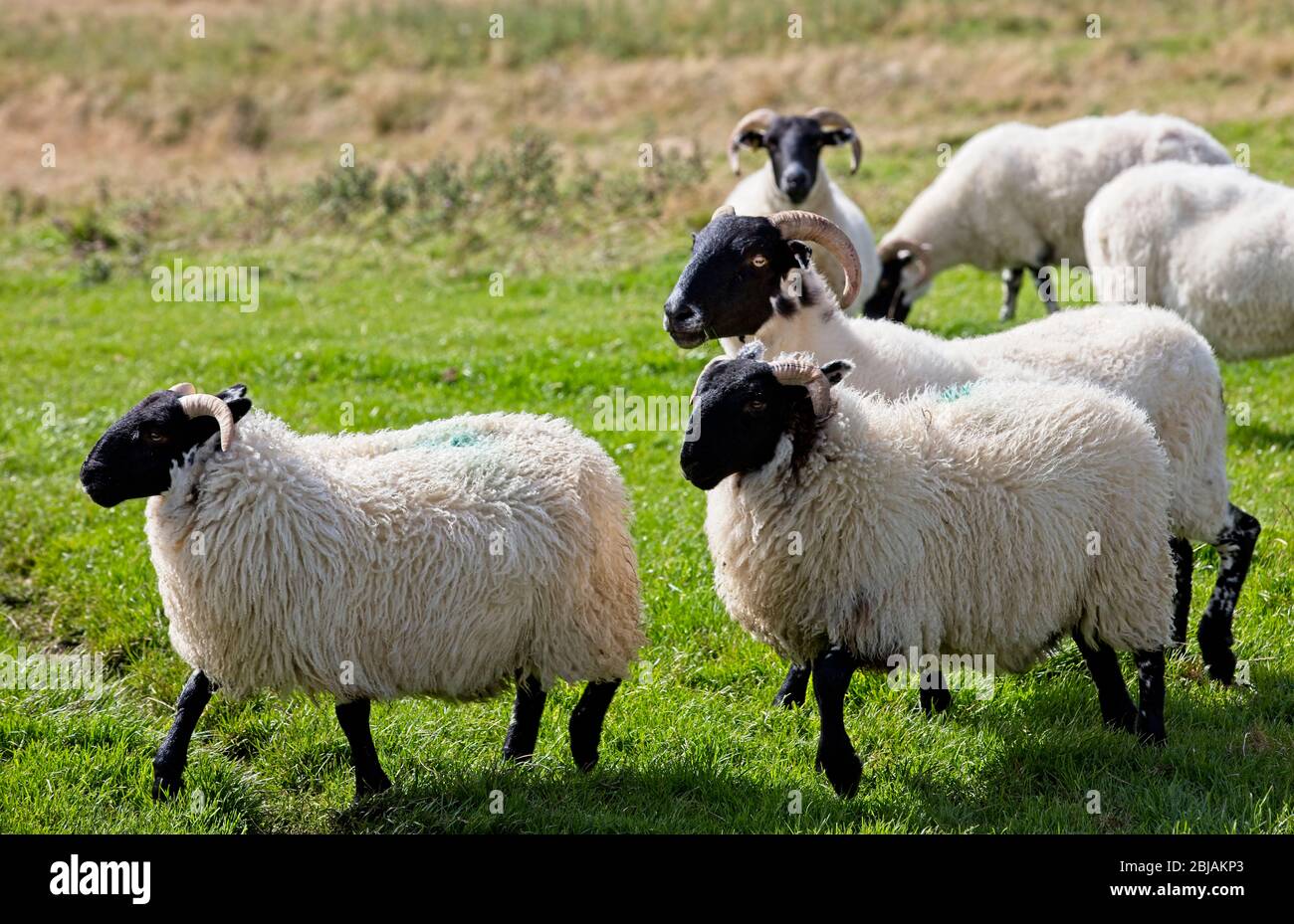 Animal borders hi-res stock photography and images - Alamy