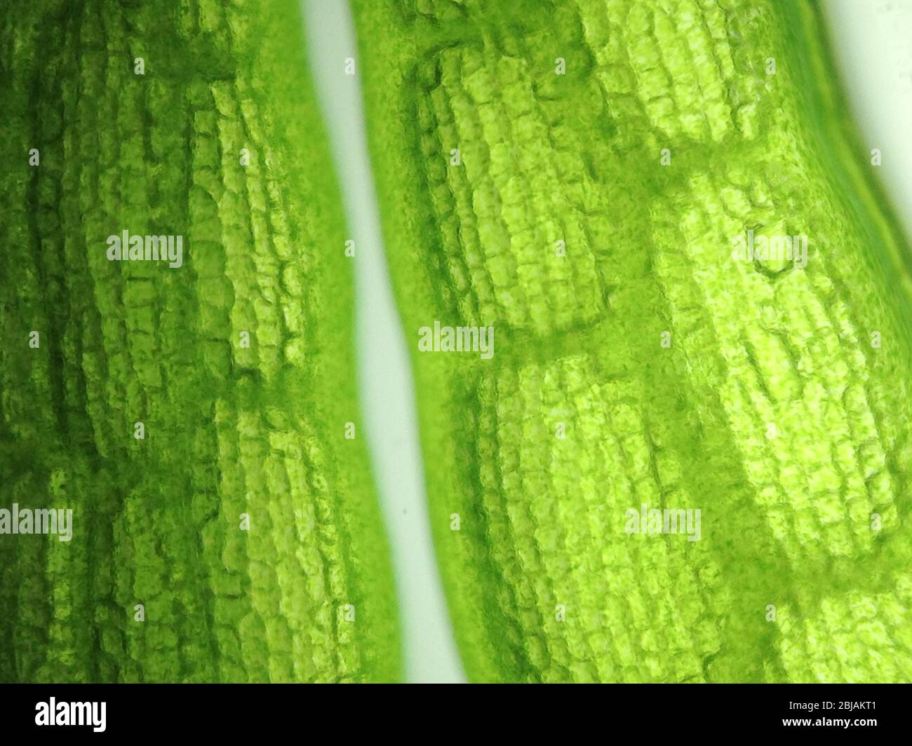 Beautiful zoom microorganism algae cell Stock Photo - Alamy
