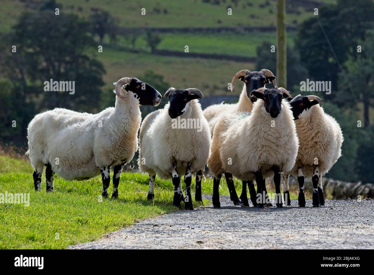Blackfaced sheep hi-res stock photography and images - Alamy