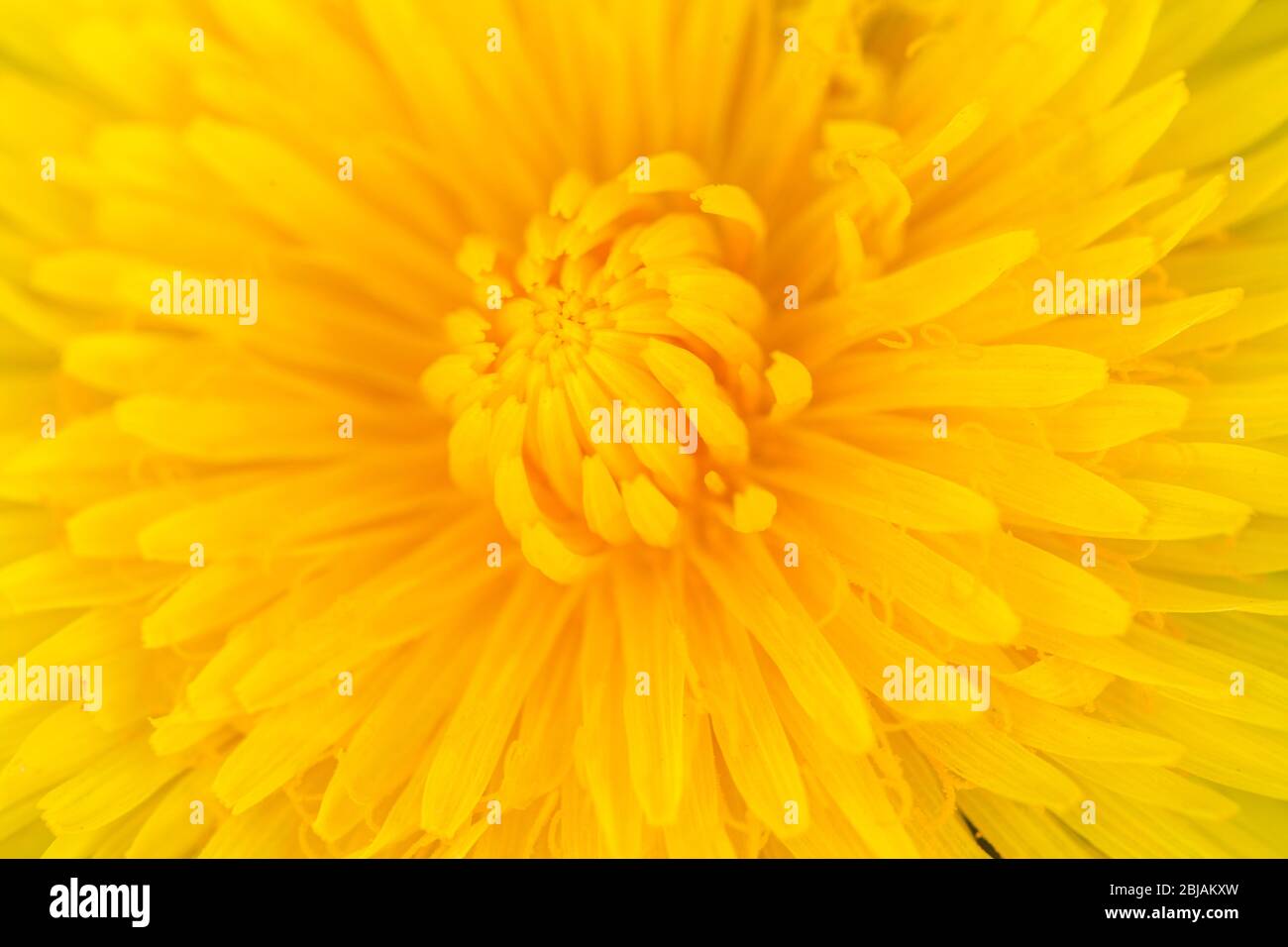 Fibonacci daisy hi-res stock photography and images - Alamy