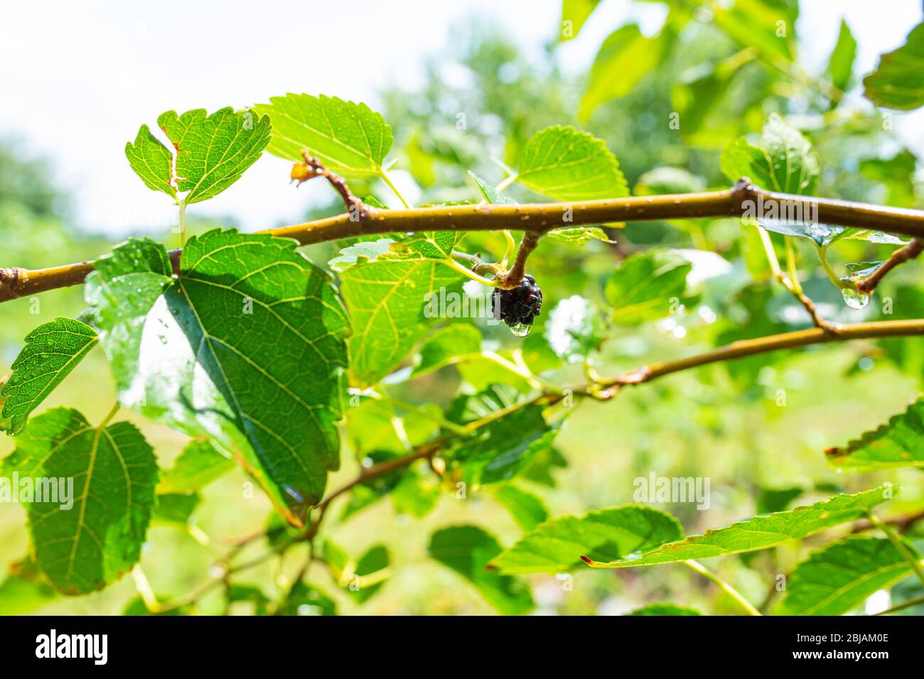 Close-up mulberry tree branch with a lonely berry Stock Photo - Alamy