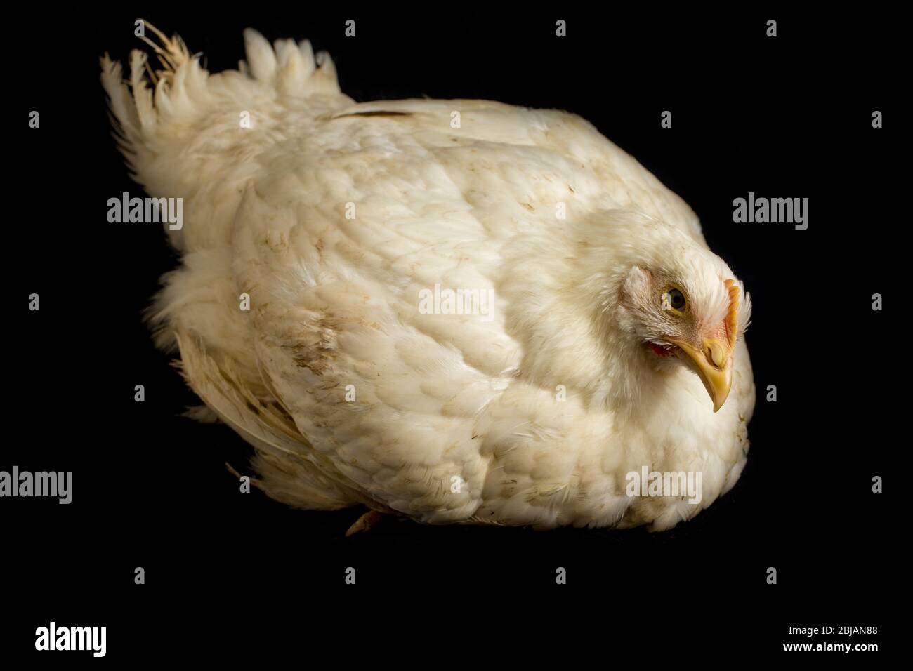 Chicken Broiler Poultry Chicken Coop Meat isolated on black background ...