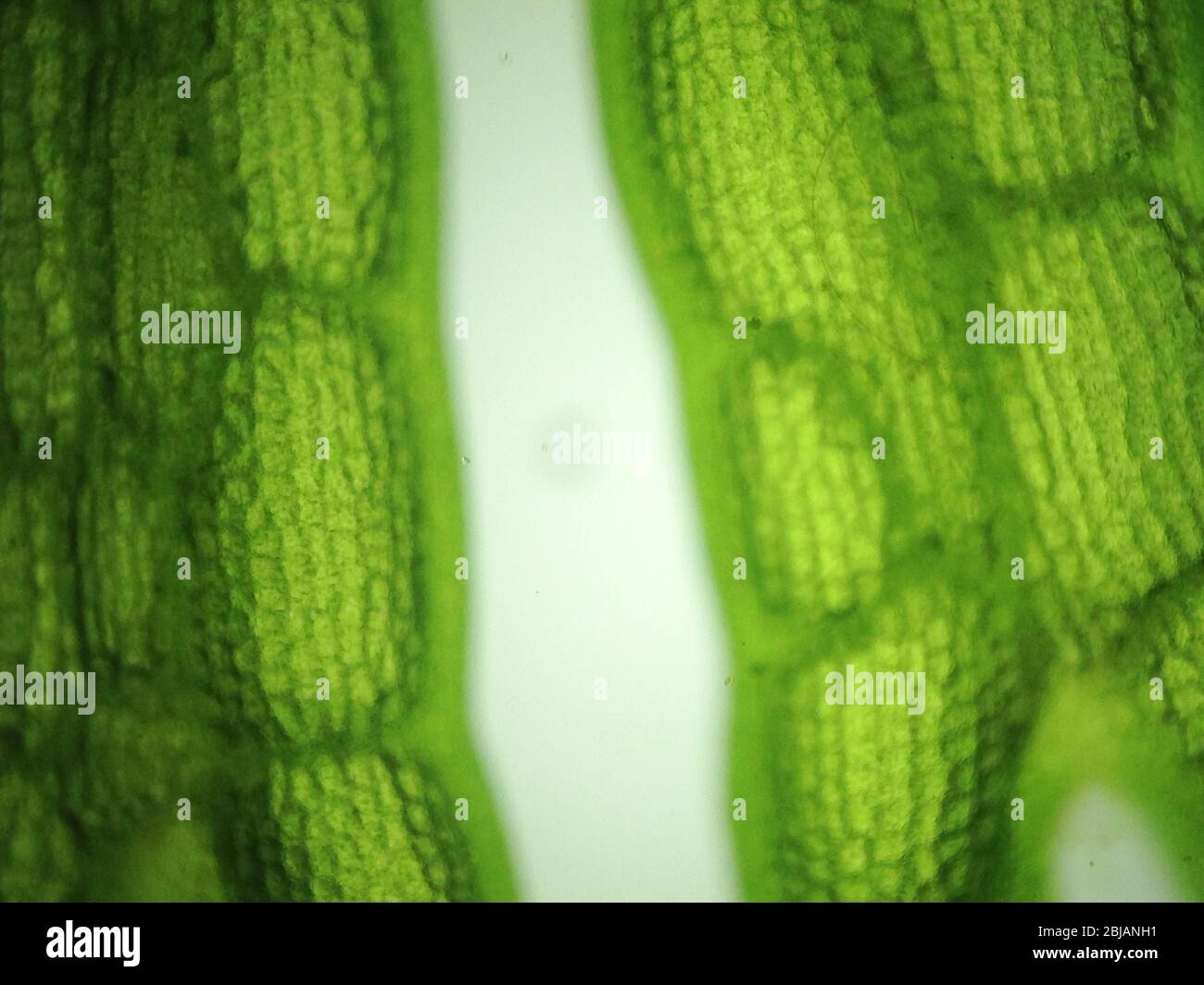 Beautiful cell zoom microorganism hi-res stock photography and images ...