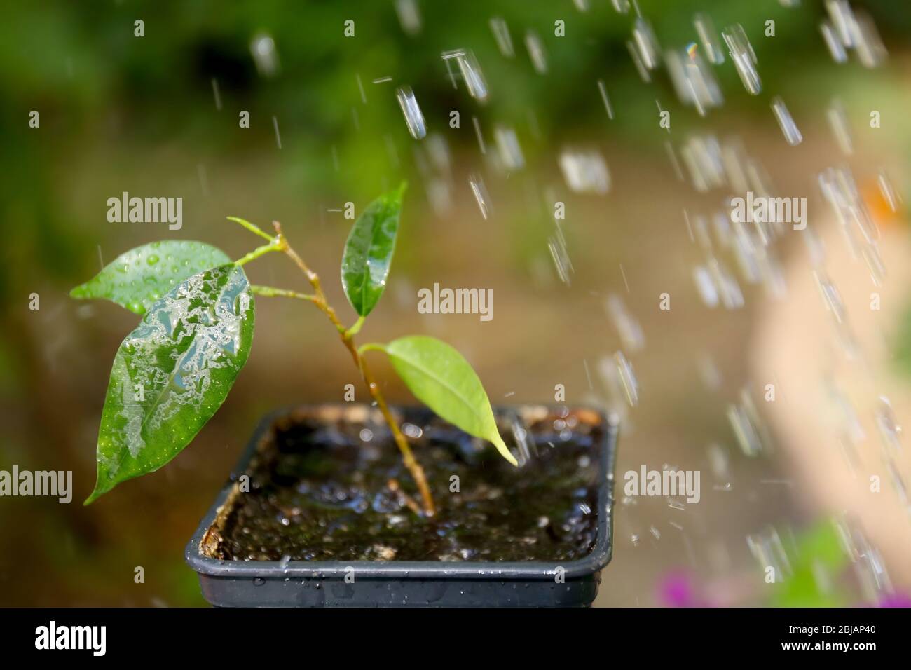 Watering plant in garden Stock Photo - Alamy