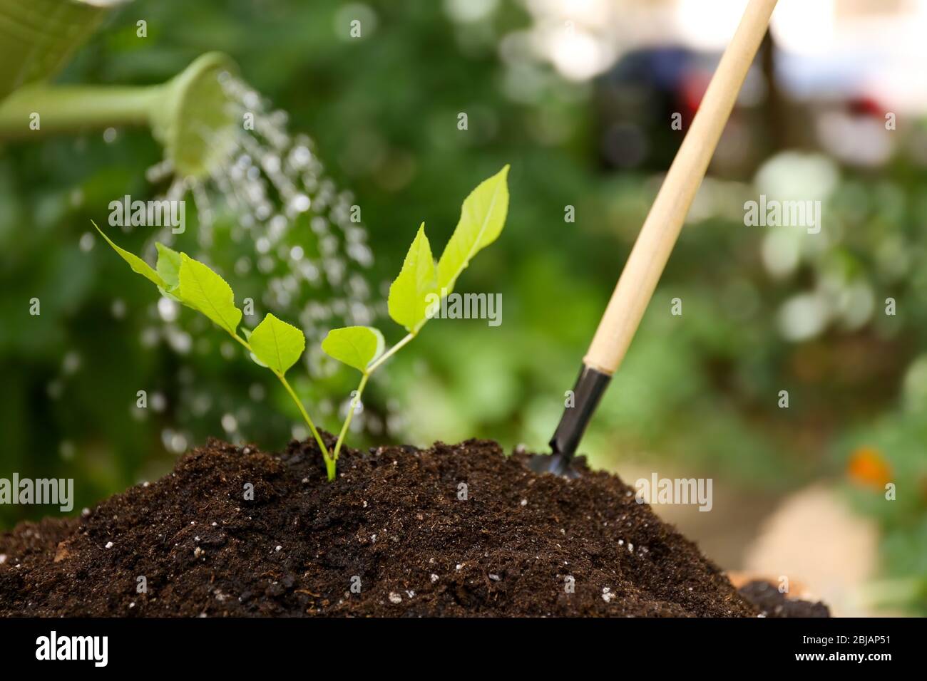 Watered plant leaves hi-res stock photography and images - Alamy