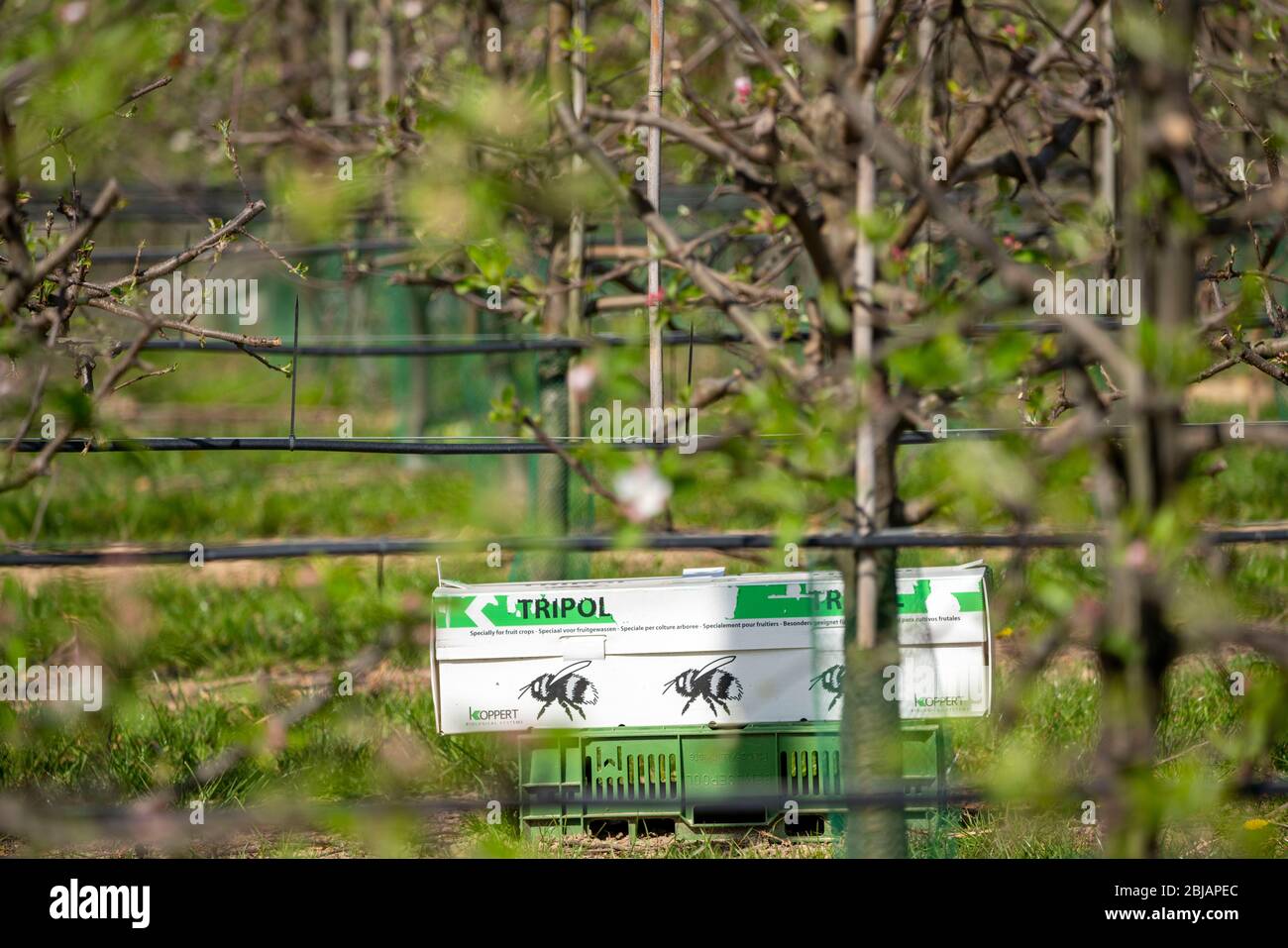 Bumblebee box, with three bumblebee colonies, for pollination of field ...