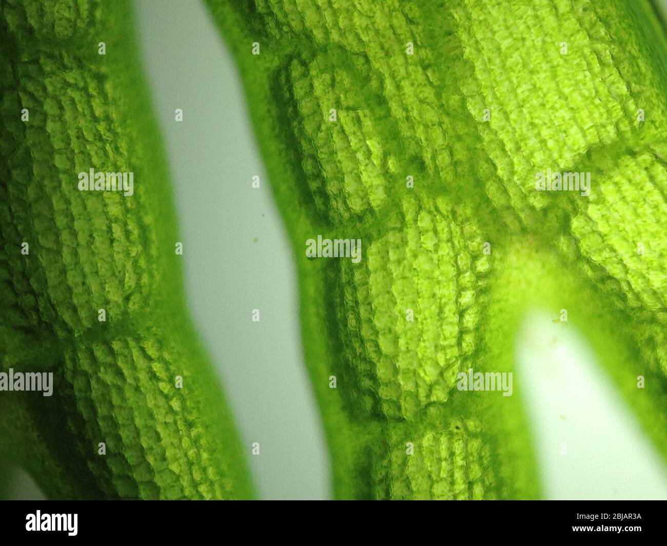 Beautiful cell zoom microorganism hi-res stock photography and images ...