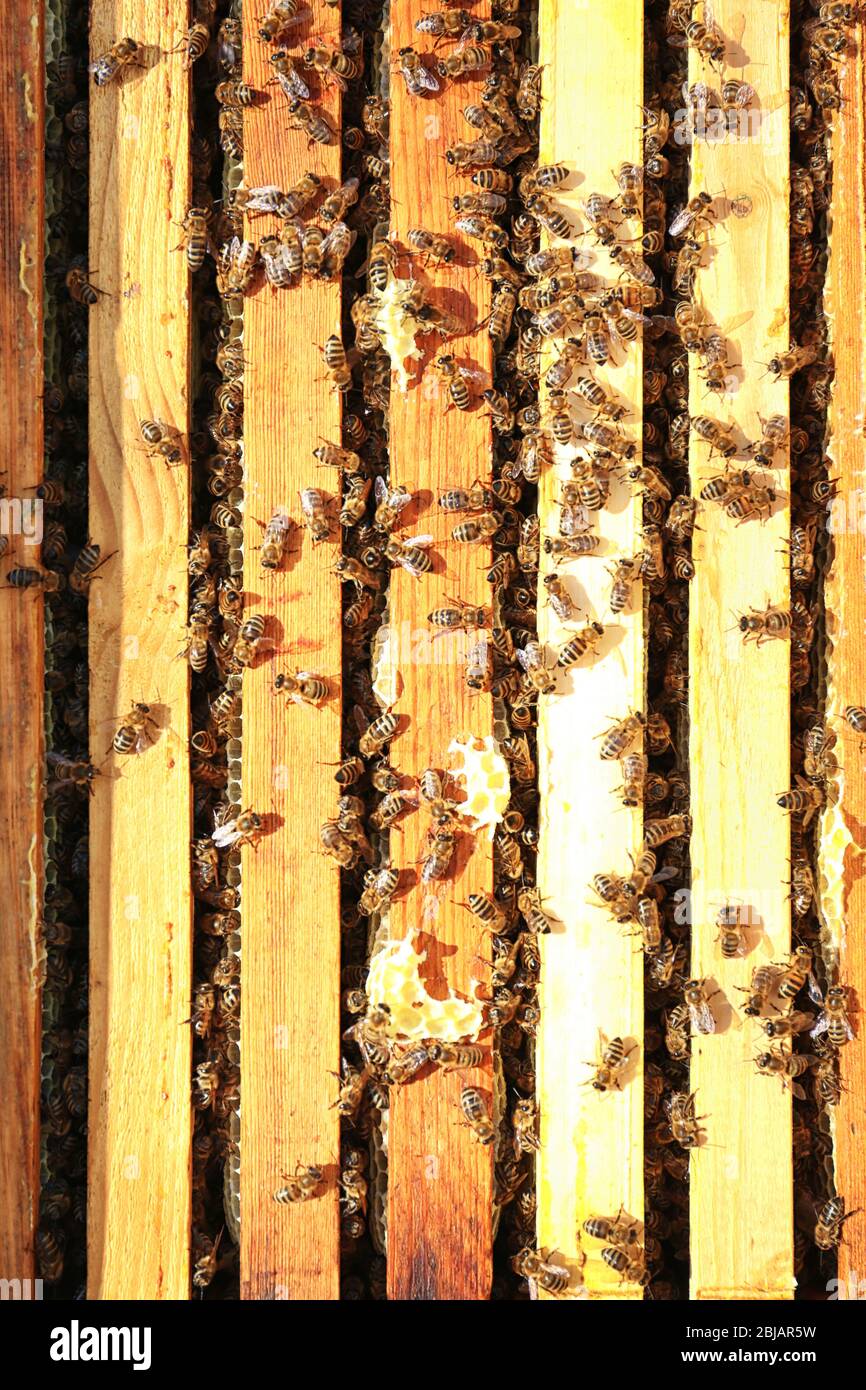Honeycombs and bees in beehive Stock Photo - Alamy