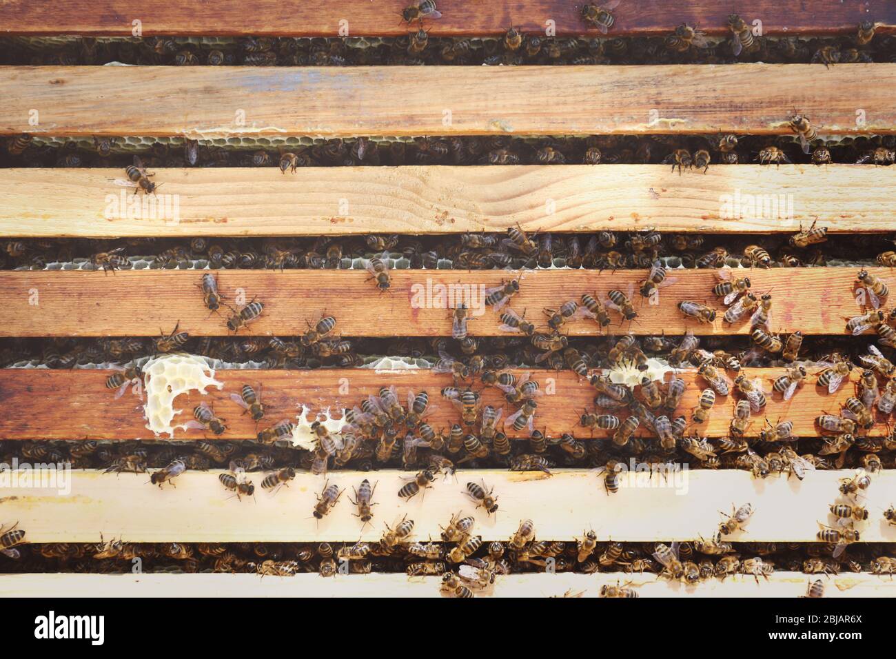 Honeycombs and bees in beehive Stock Photo - Alamy