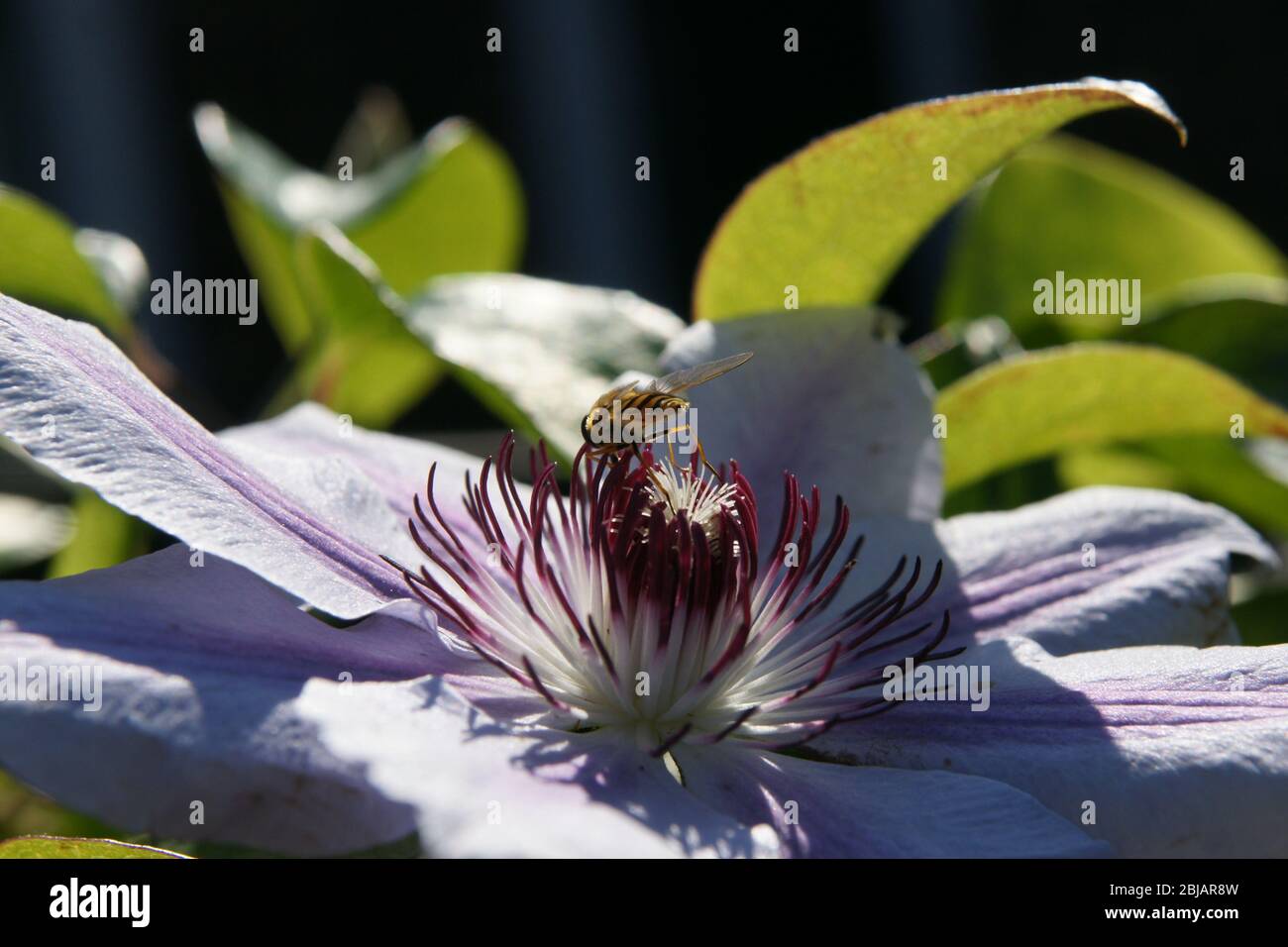 British garden insects hi-res stock photography and images - Alamy