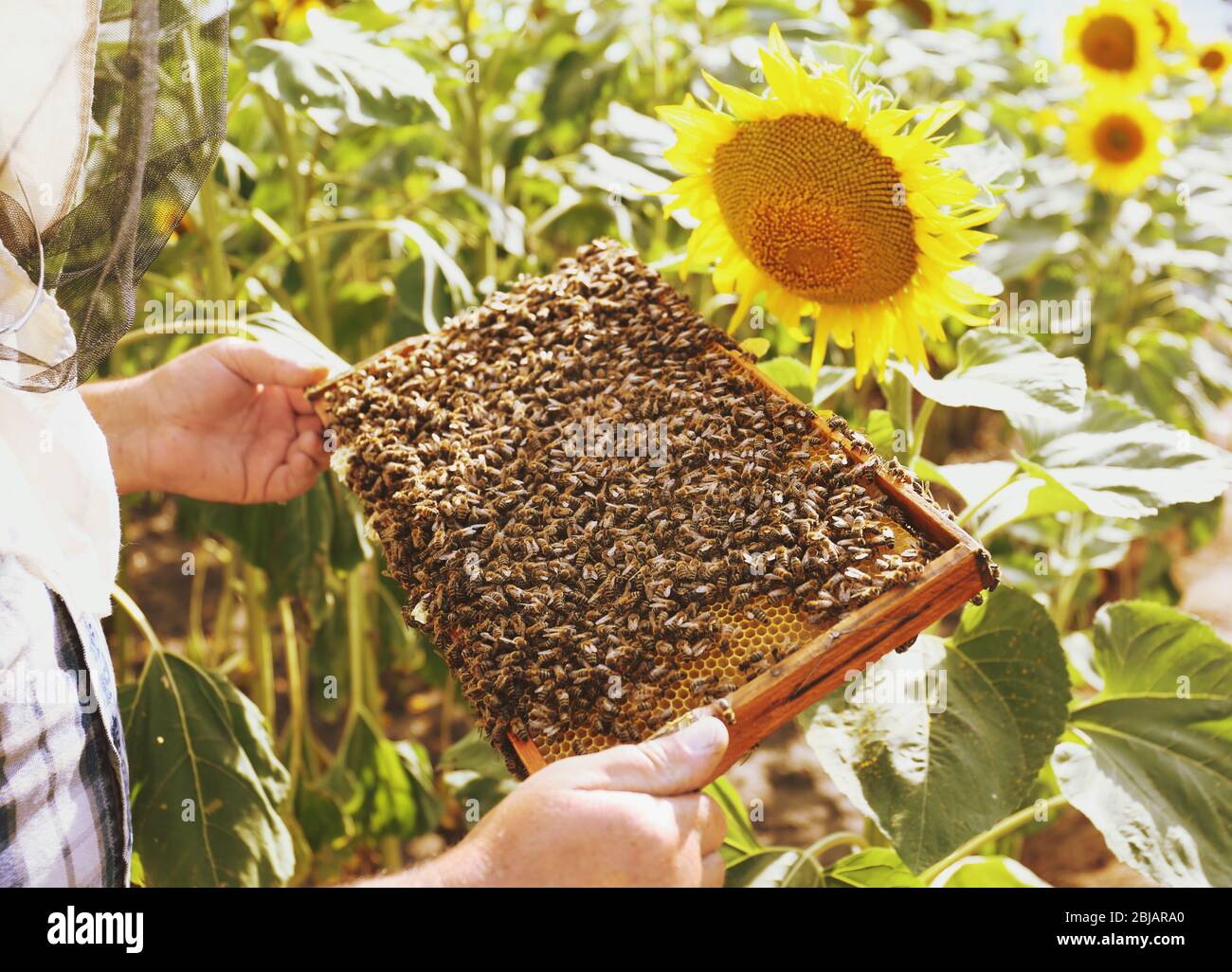 Man holding frame with honeycomb on sunflower field background Stock ...