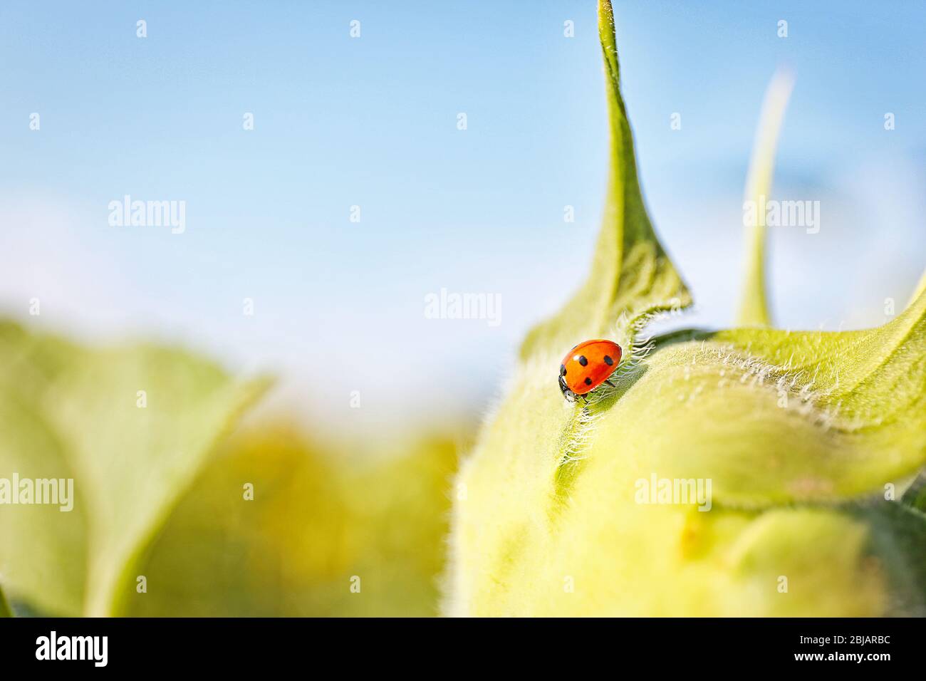 Ladybug sitting on sunflower Stock Photo - Alamy