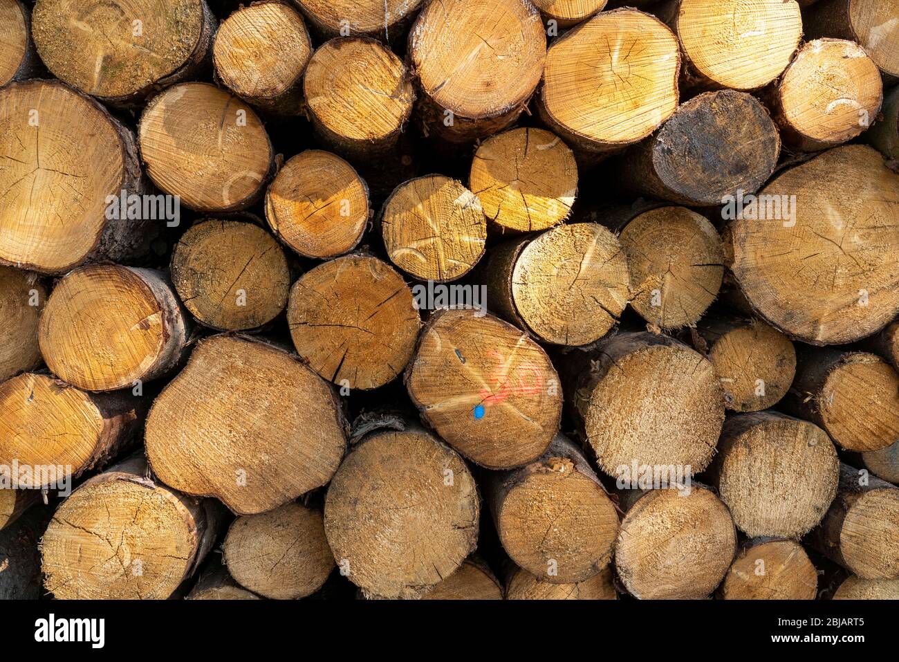 Logging, stored spruce logs, piled up in a forest near Dingden, NRW ...