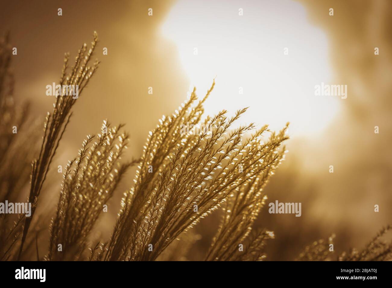 Plants being backlit by a setting sun Stock Photo - Alamy