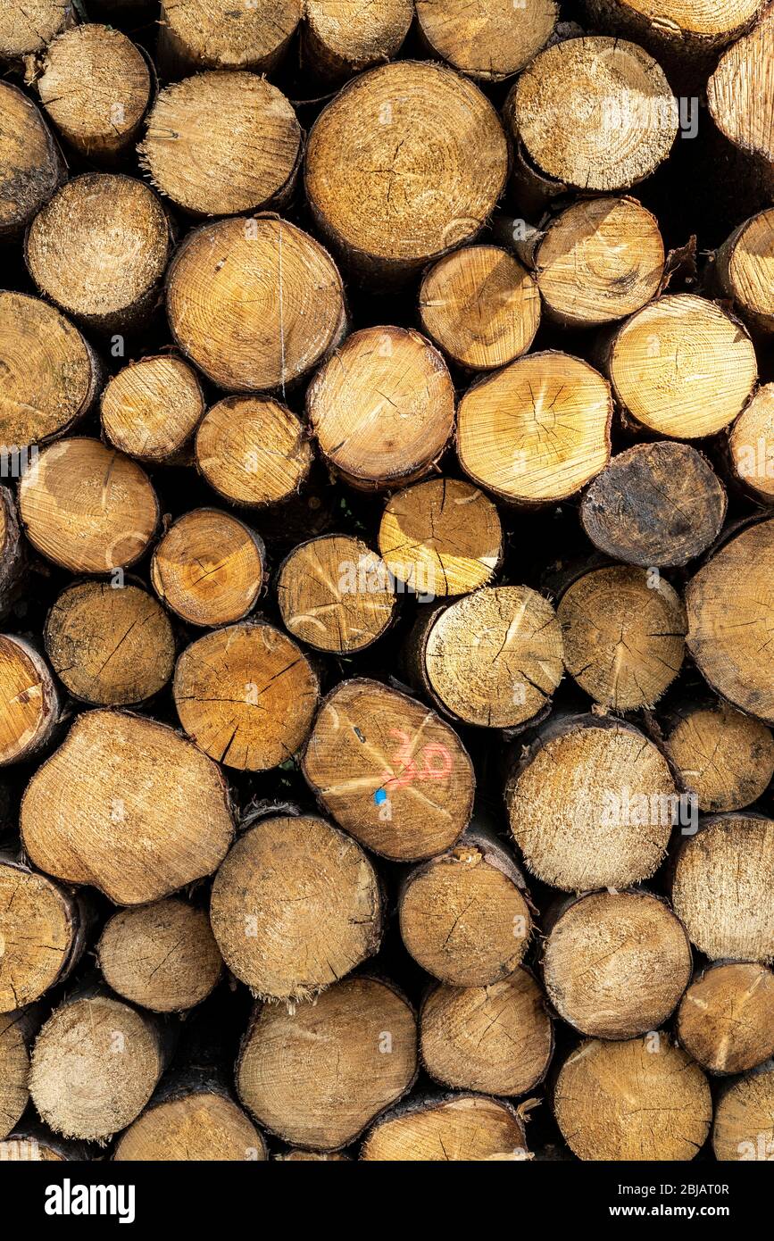 Logging, stored spruce logs, piled up in a forest near Dingden, NRW ...