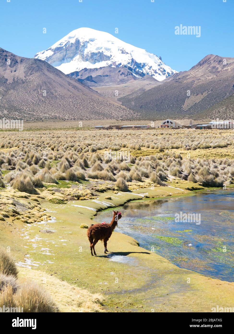 Llamas and alpacas graze in the mountains with Mount Sajama behind ...