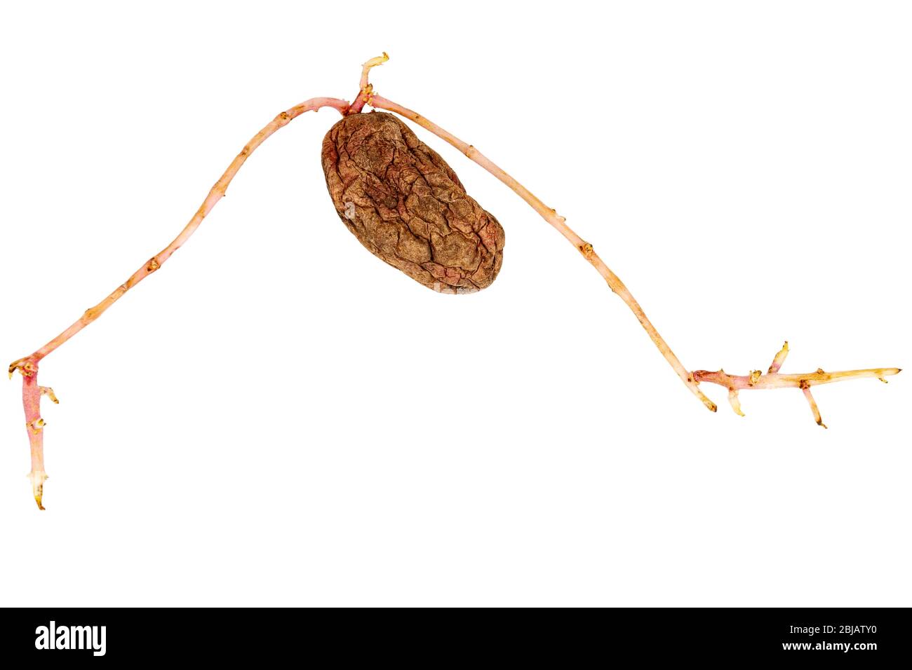 Old germinated yellow potato isolated on white background. Big sprouts ...