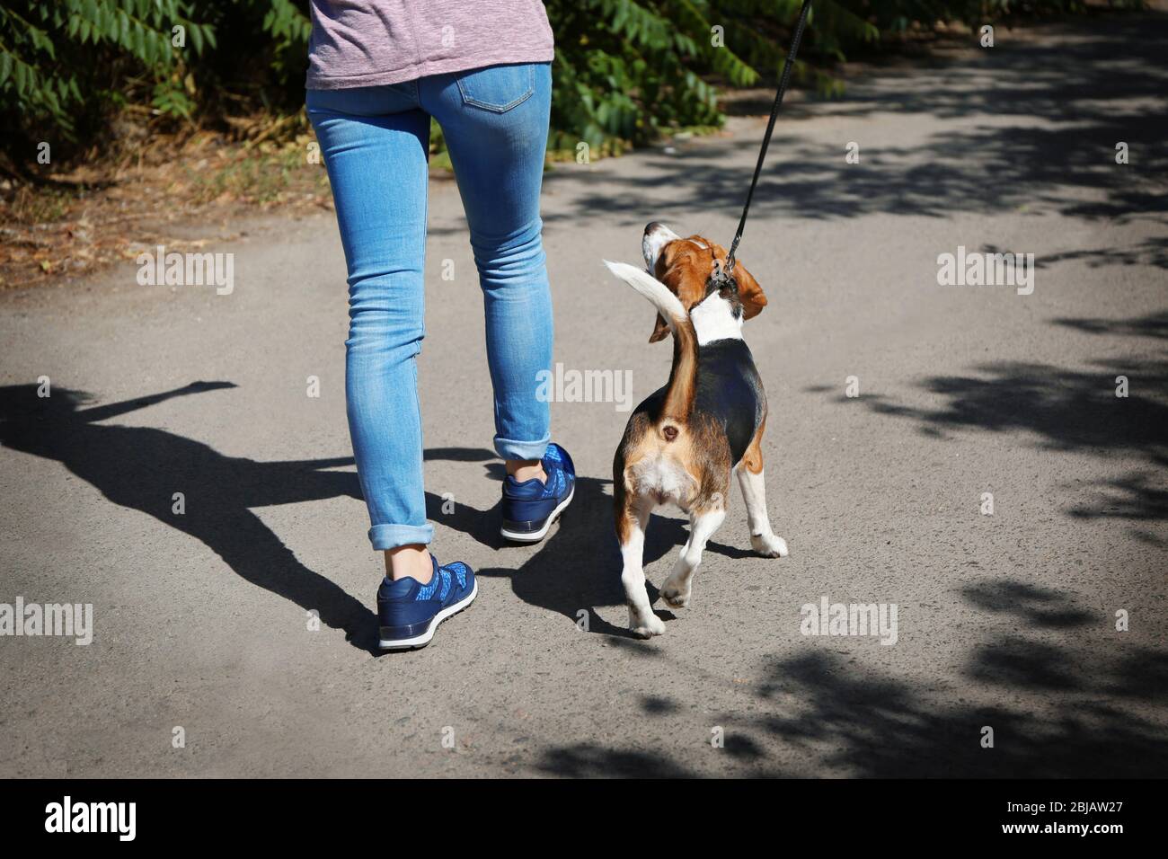 Dog walking back legs hi-res stock photography and images - Alamy