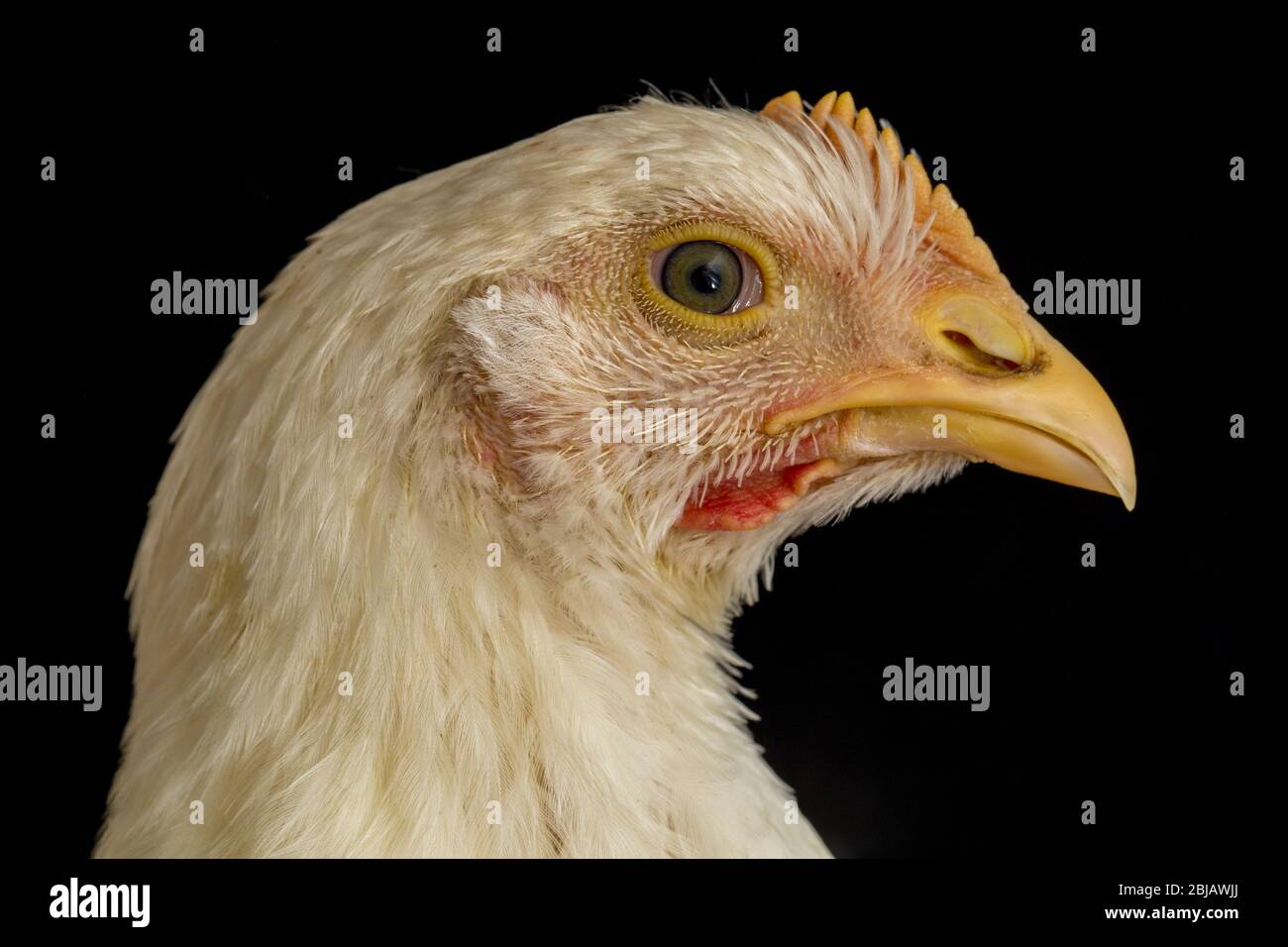 Chicken Broiler Poultry Chicken Coop Meat isolated on black background ...