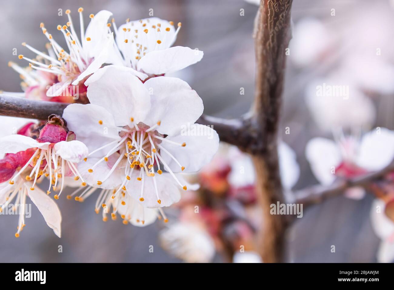 A branch of blooming apricots on a blurred background. Spring flowering ...