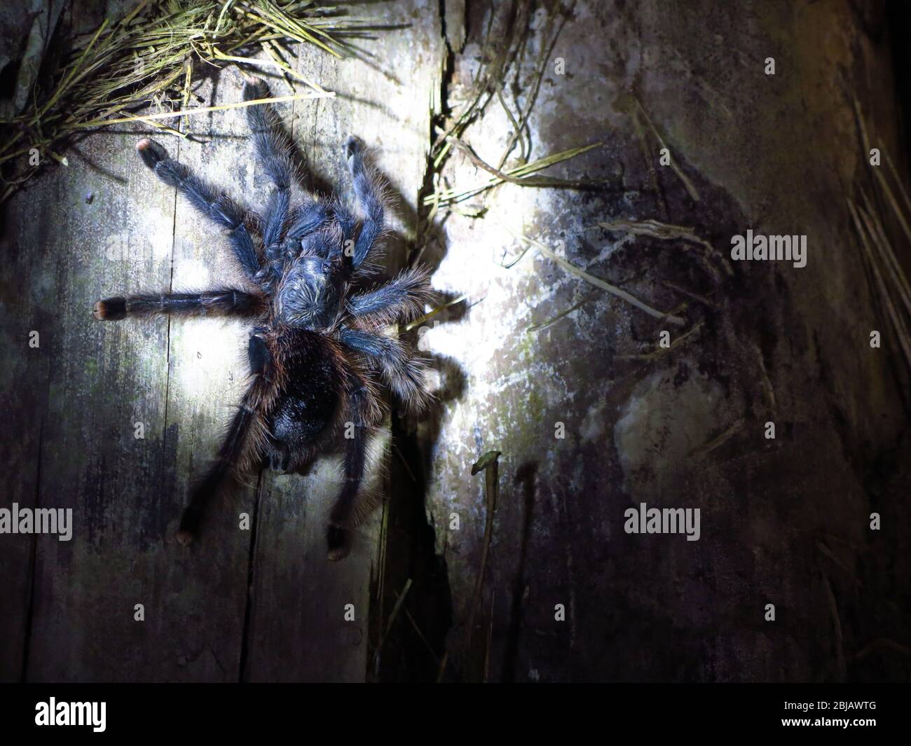 Furry tarantula alfresco walking along the tree trunk. Amazon forest in ...