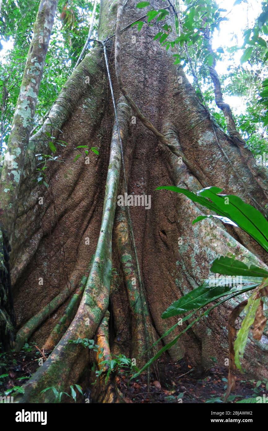 Trunk of a majestic ceiba. Amazon forest in the Madidi National Park ...