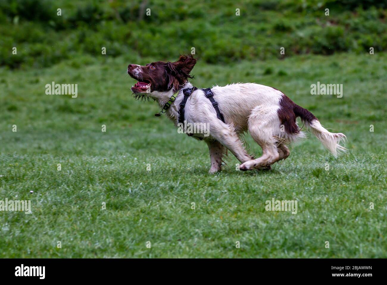 Cocker Spaniel on it's morning walk in Abington Park, Northampton ...
