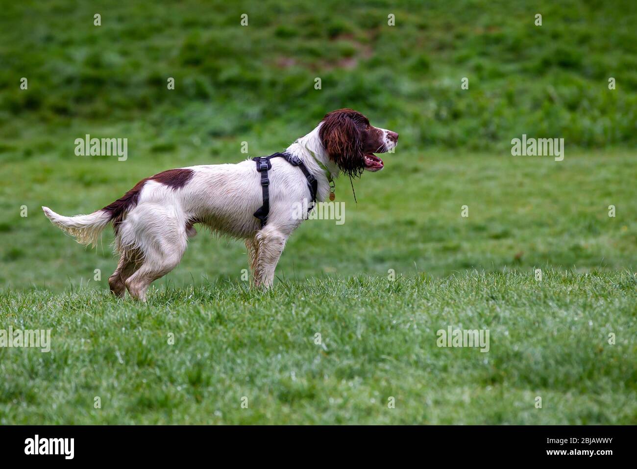 Cocker Spaniel on it's morning walk in Abington Park, Northampton ...