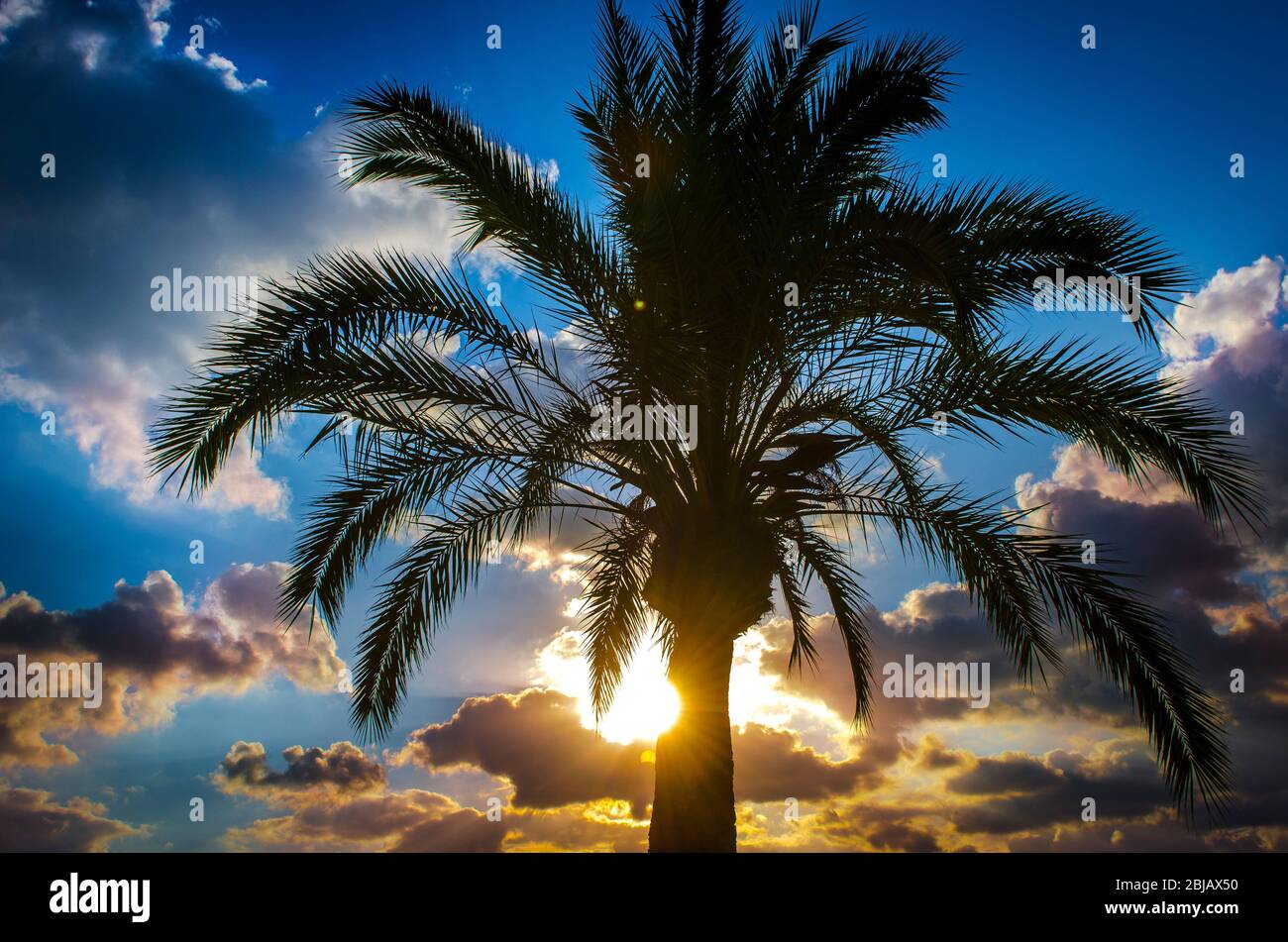 Sun behind palm tree hi-res stock photography and images - Alamy