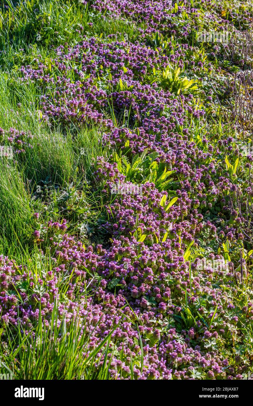 Slender Speedwell (Veronica filiformis) spreading at roadside Stock ...