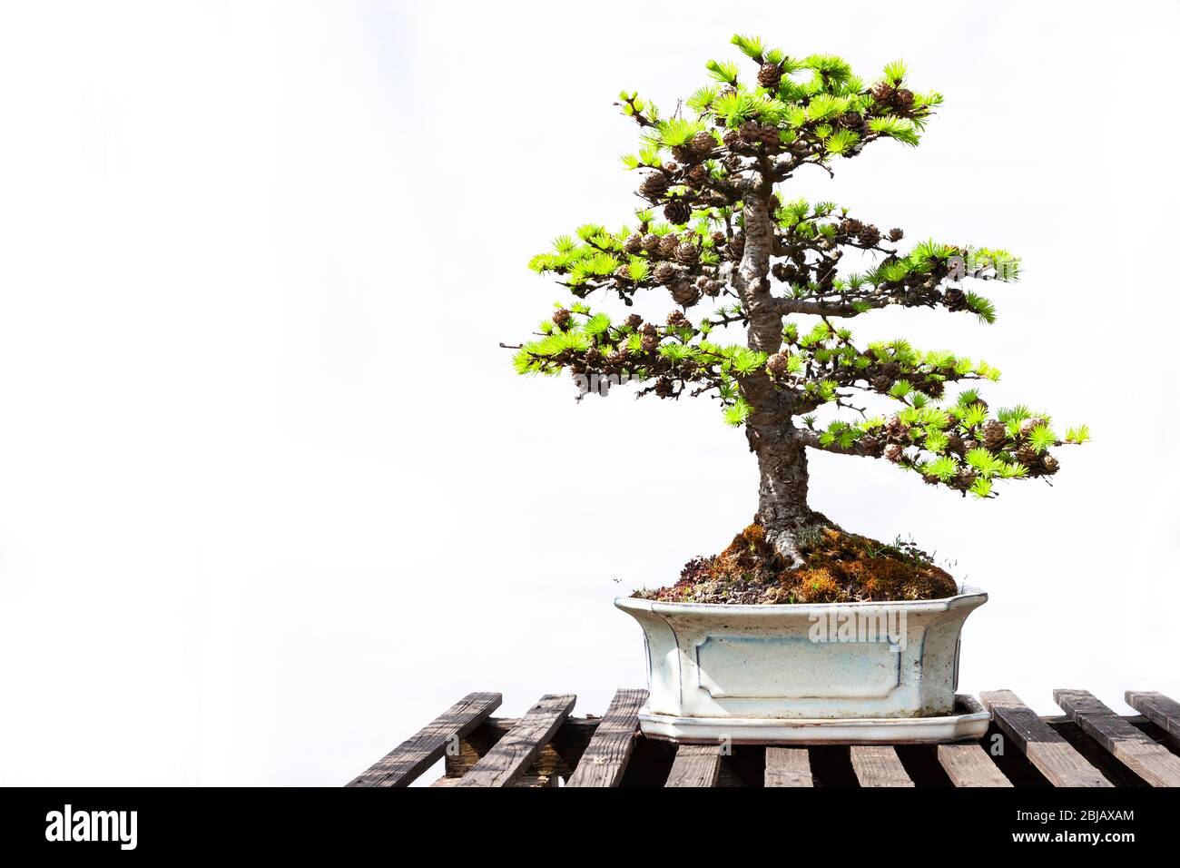 Japanese Larch bonsai with plain white background, Northampton, England ...