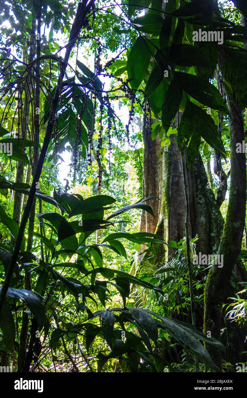 Trunk of a majestic ceiba. Amazon forest in the Madidi National Park ...