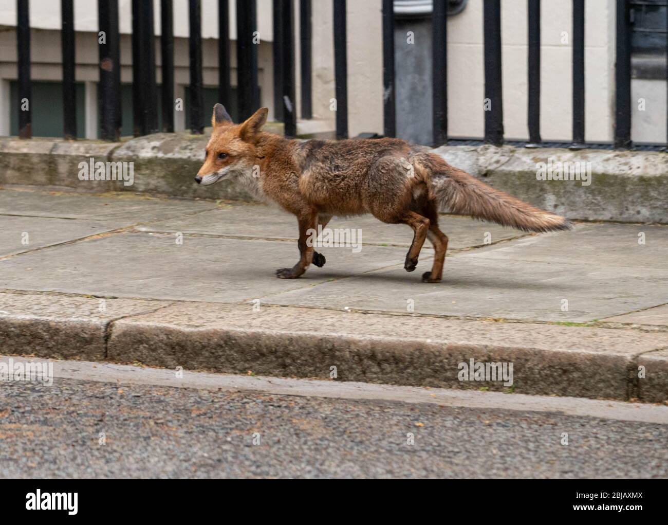 Fox walks in downing street hi-res stock photography and images - Alamy