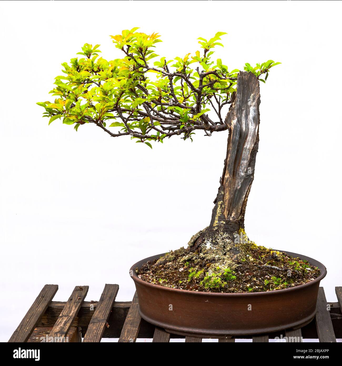 Damson. Prunus domestica subsp. insititia with a plain white background ...