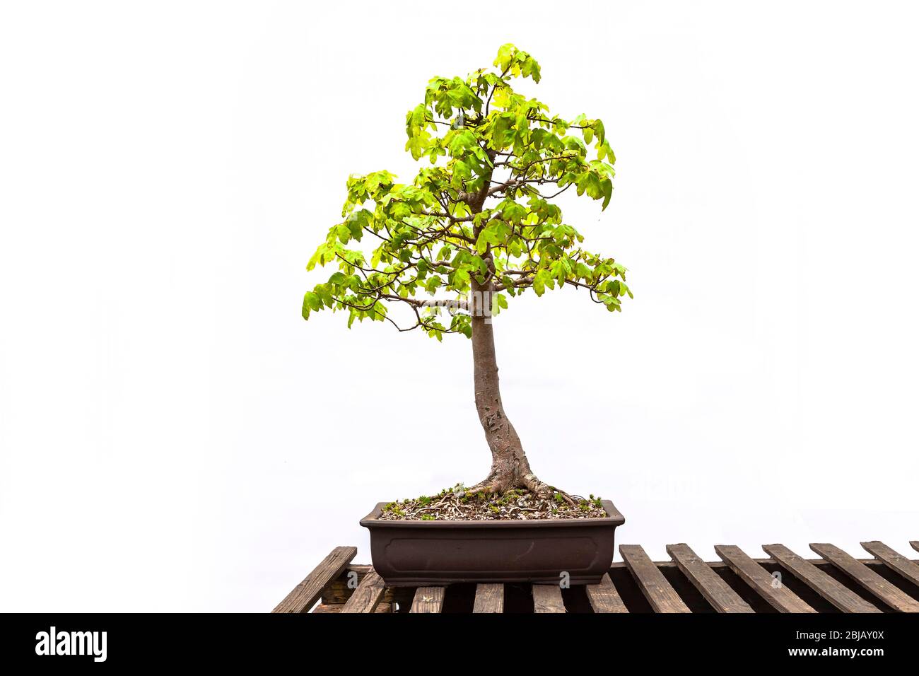 Dwarf japanese maple hi-res stock photography and images - Alamy