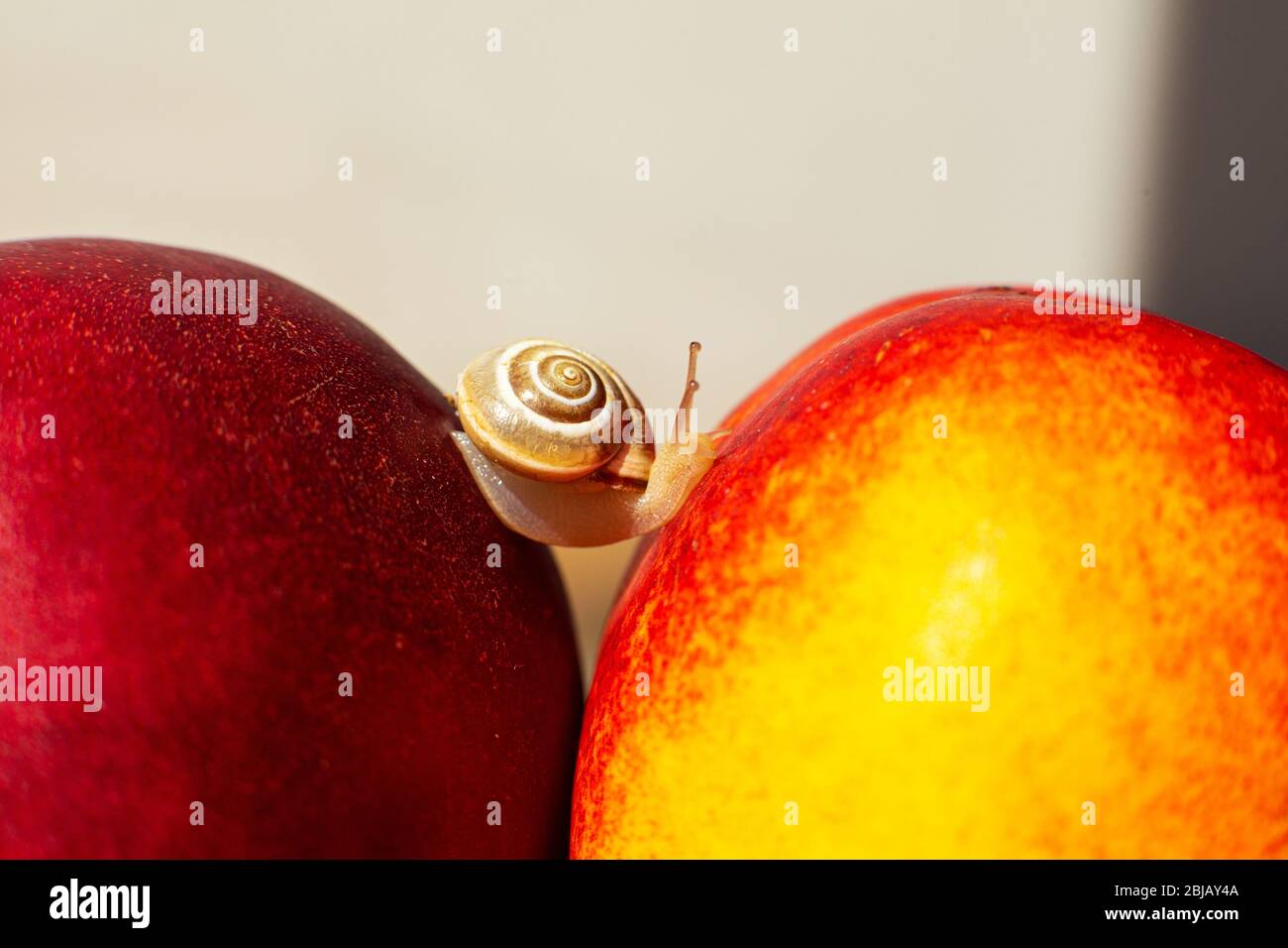 Little snail crawling on ripe red nectarines Stock Photo - Alamy