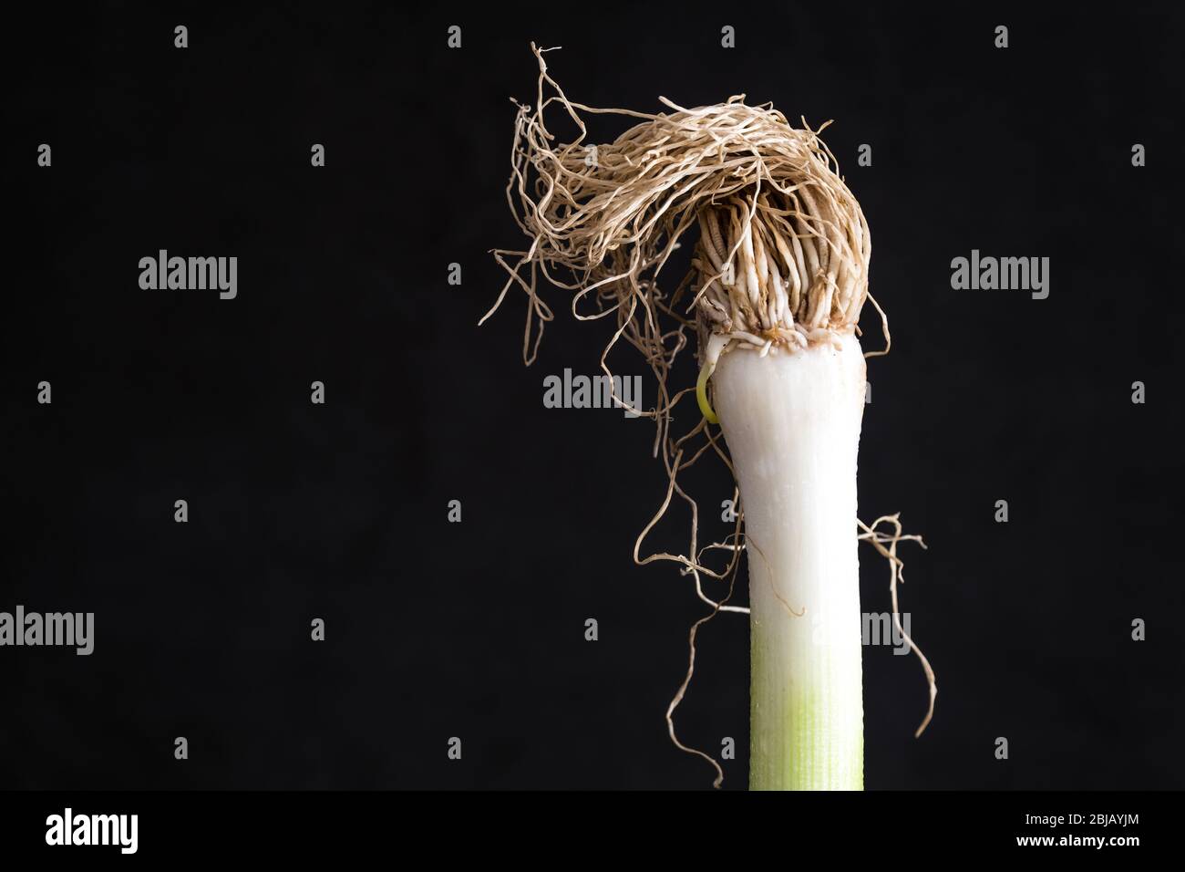 dry green Leek with roots on dark background Stock Photo - Alamy