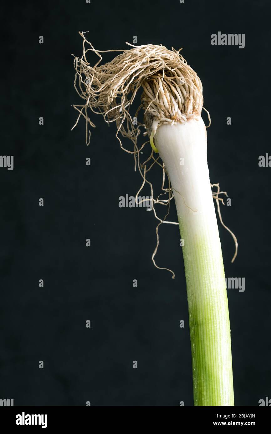 dry green Leek with roots on dark background Stock Photo - Alamy