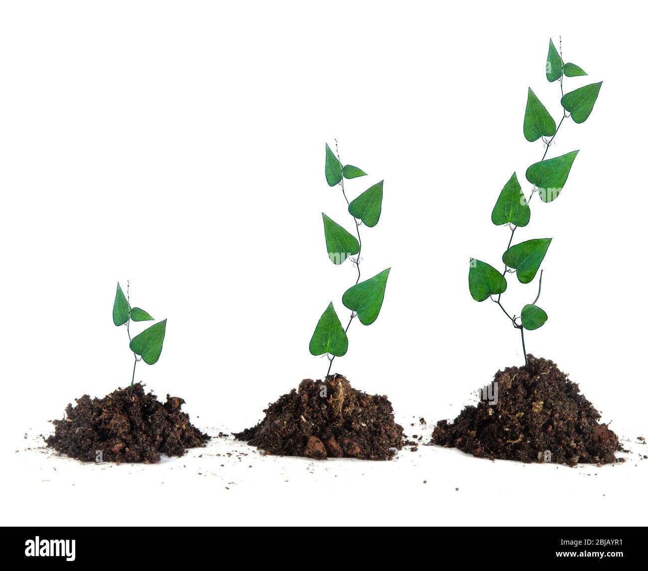 Three plants growing in soil Stock Photo - Alamy