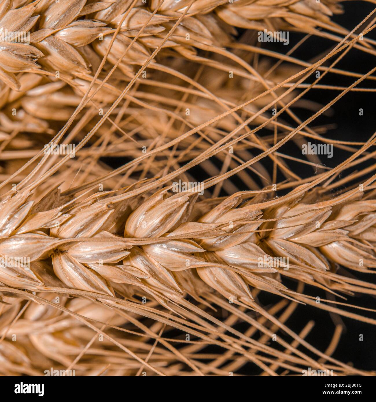 Ears of Wheat, rye, millet pshenici assembled in bouquet Stock Photo ...