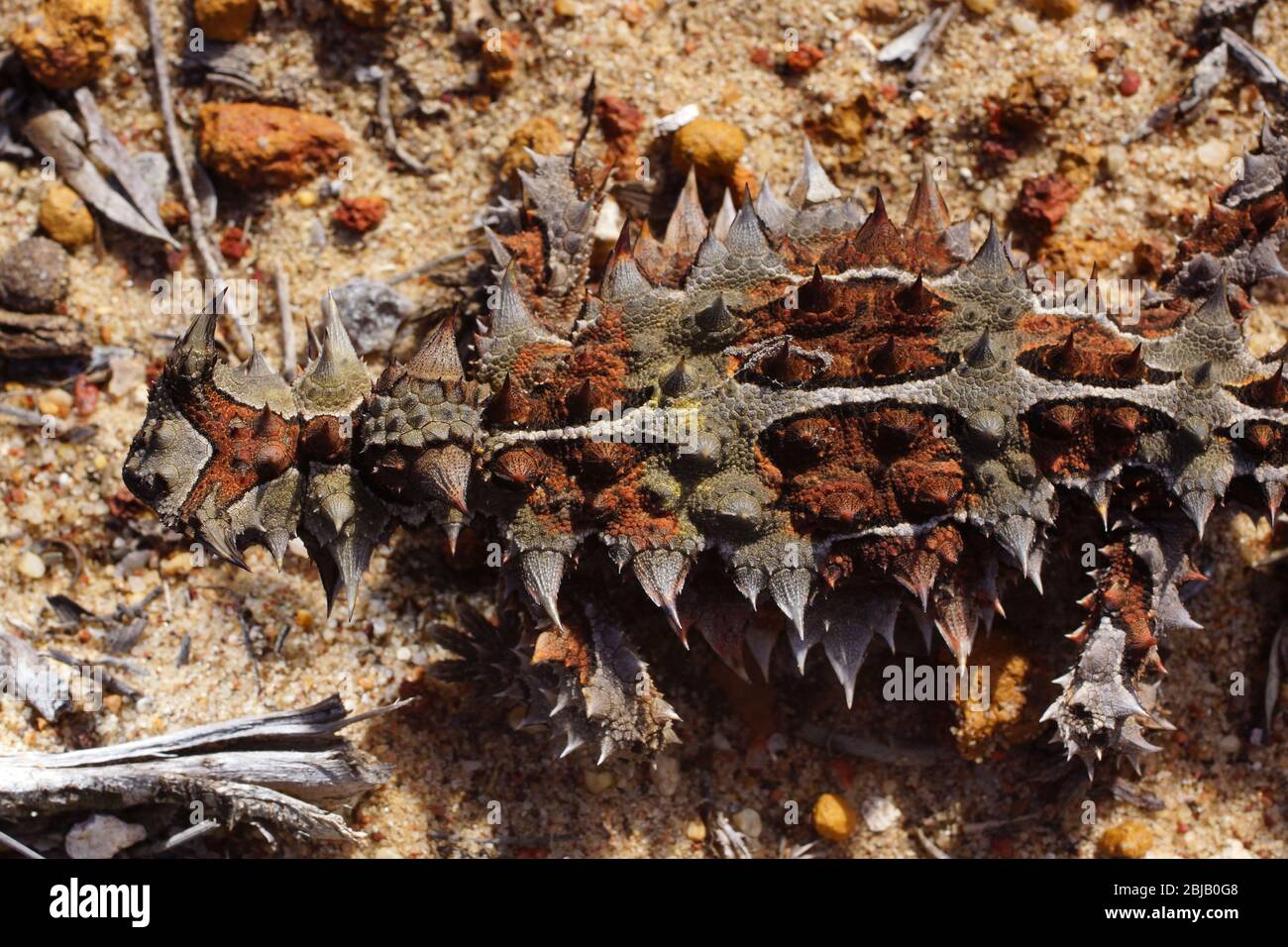 Camouflaged Thorny devil, Moloch horridus, ant-eating lizard in Western ...
