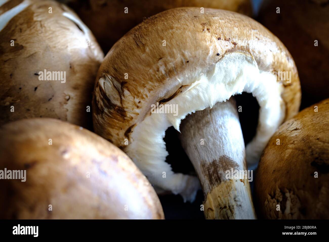 Whole brown royal champignon hi-res stock photography and images - Alamy